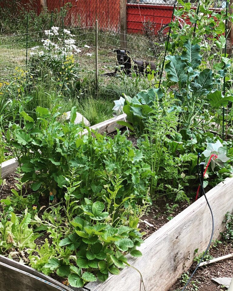 Best of 2020 | Mountain Roots