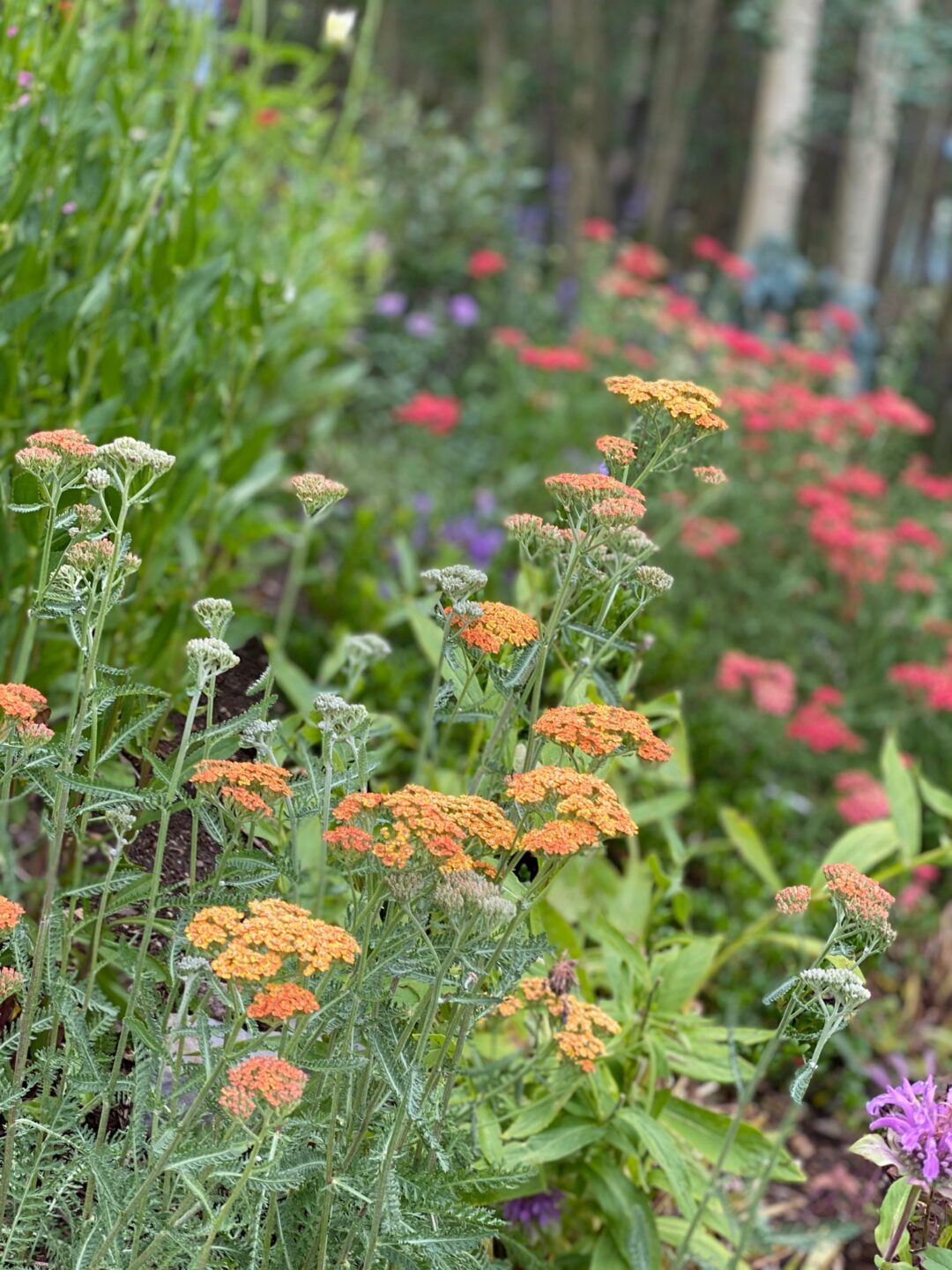 Best of 2020 | Mountain Roots