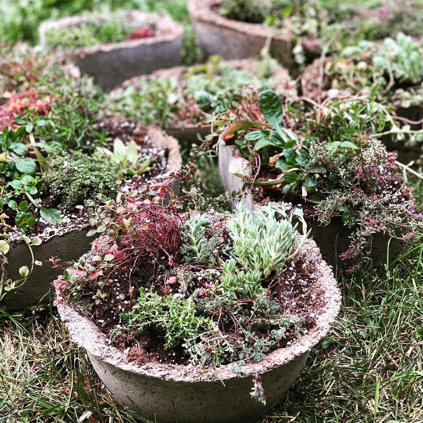 Best of 2020 | Mountain Roots